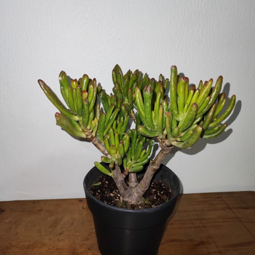 Oreja de Shrek 6″ – Casa Florestta